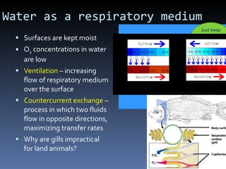 Respiration presentation | PPT