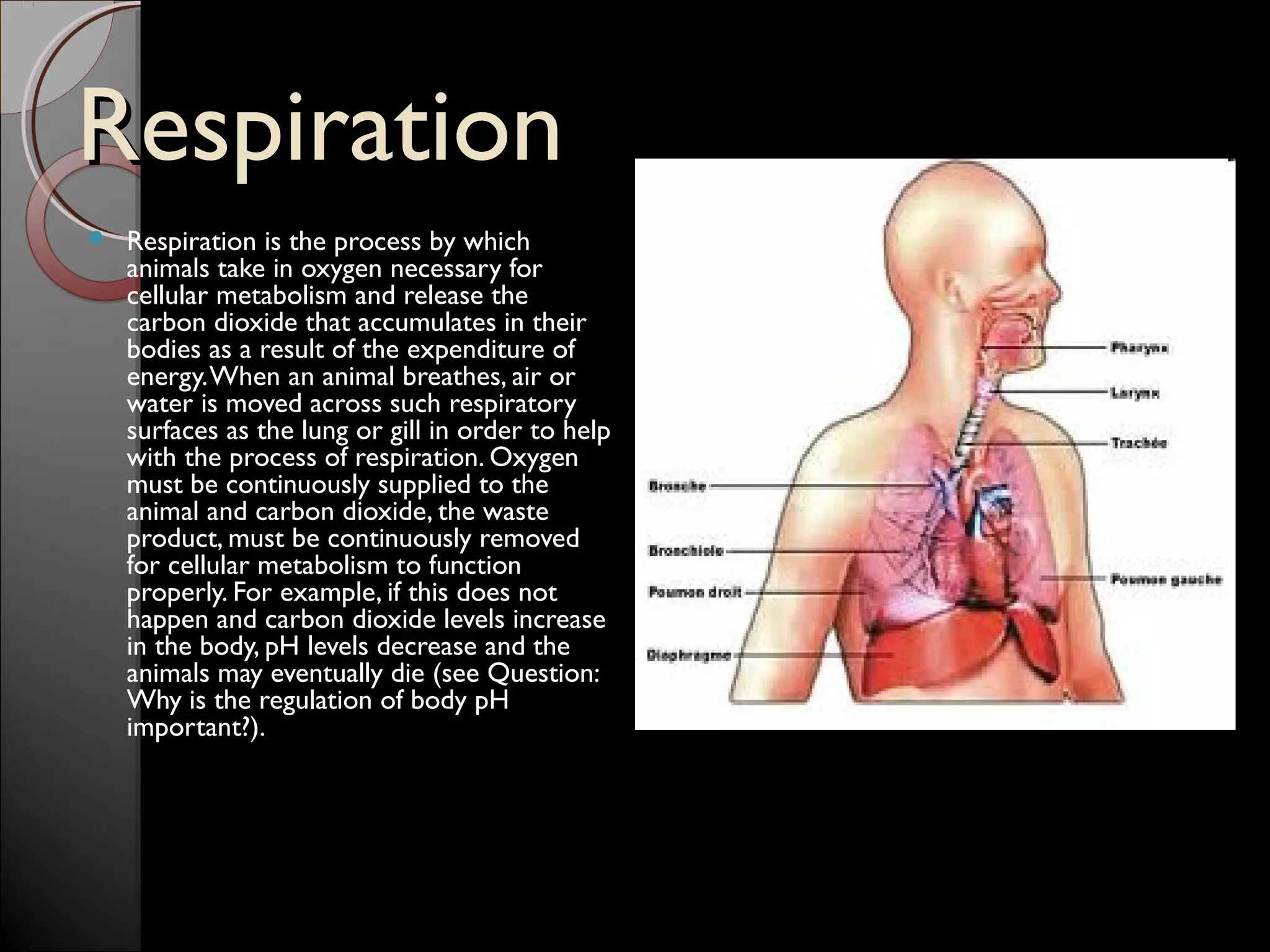 Respiration presentation | PPT