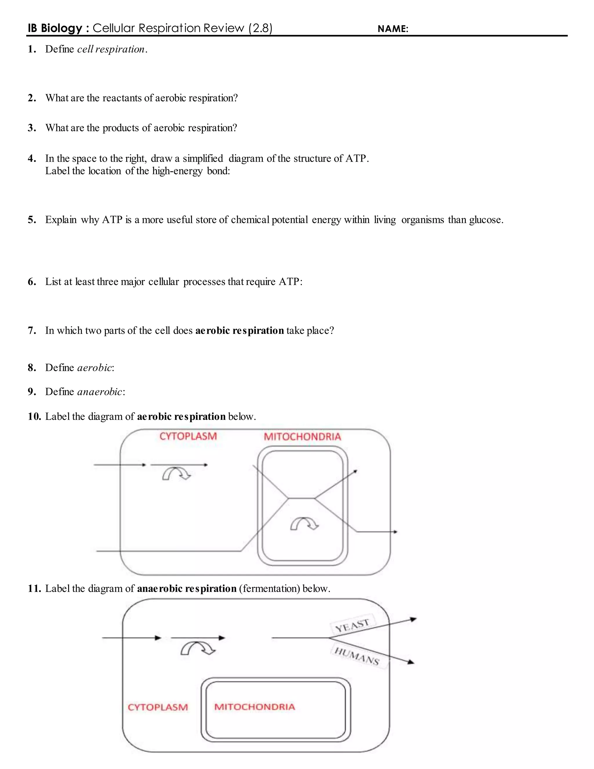 IB Respiration Review (2.8) | DOCX