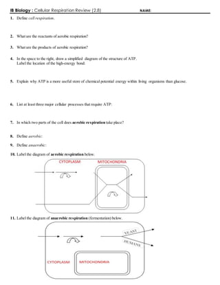 Cellular Respiration Diagram Worksheet