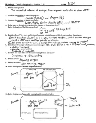Cellular Respiration Review Worksheet Answer Key