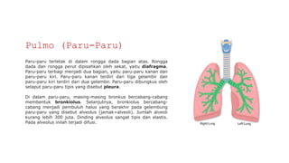 Respiration System | PPTX