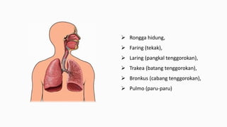 Respiration System | PPTX