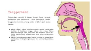 Respiration System | PPT