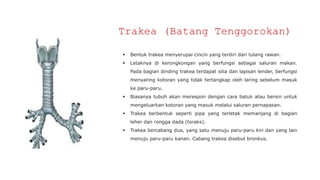 Respiration System | PPT