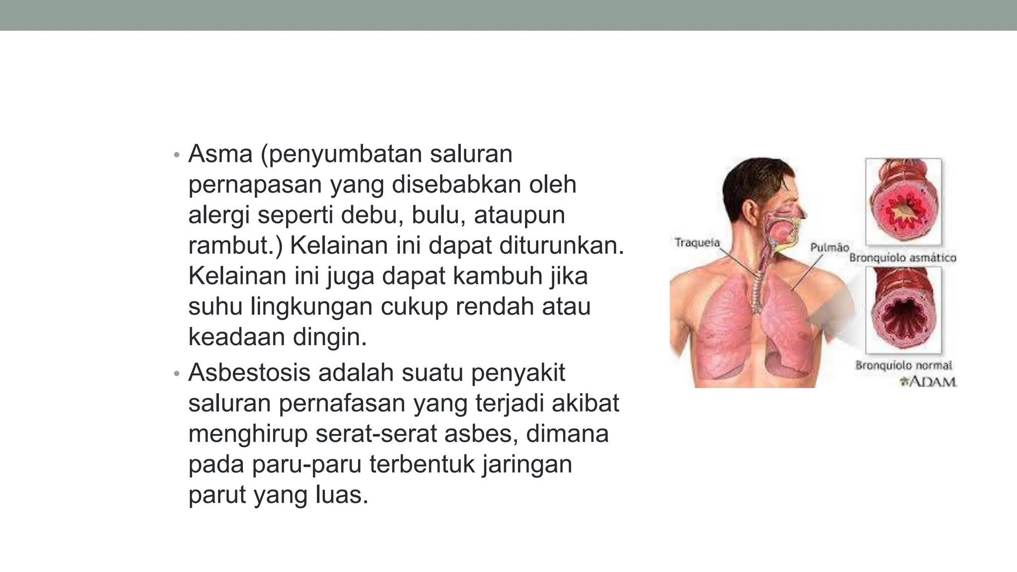 POWERPOINT SISTEM RESPIRASI PADA MANUSIA | PPT