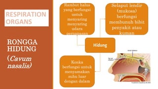 POWERPOINT SISTEM RESPIRASI PADA MANUSIA | PPTX