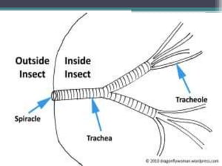 Respiration system in insects | PPTX