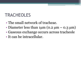 Respiration system in insects | PPTX