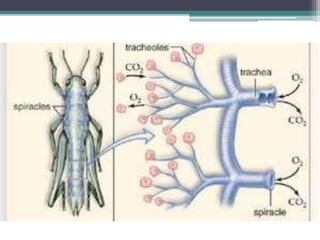 Respiration system in insects | PPTX