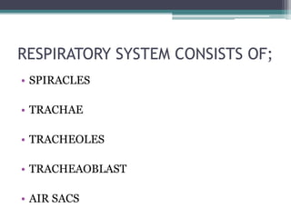 Respiration system in insects | PPTX