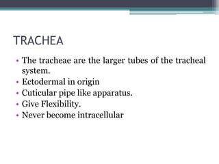 Respiration system in insects | PPTX