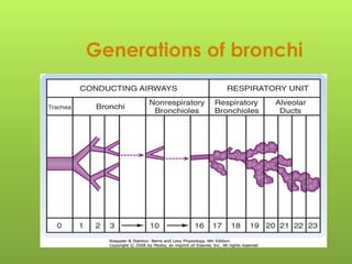 Respiration (Tetyana ma'am) Physiology.ppt