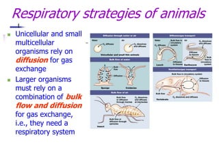 Respiration theory class lecture.ppt