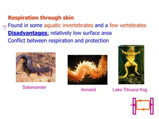 Respiration theory class lecture.ppt
