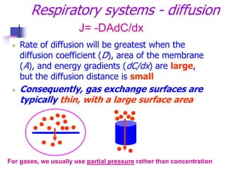 Respiration theory class lecture.ppt