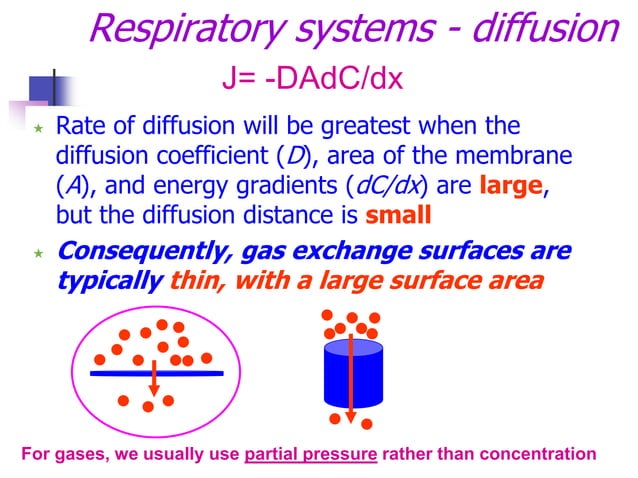 Respiration theory class lecture.ppt