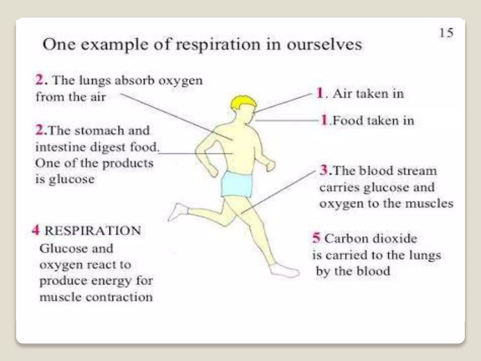 Respiration, types of respiration | PPTX