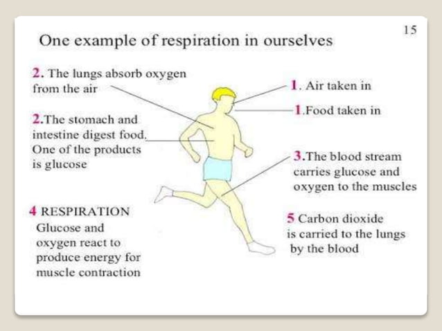 Respiration, types of respiration | PPTX