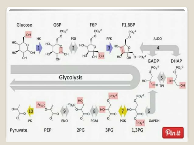 Respiration, types of respiration | PPTX