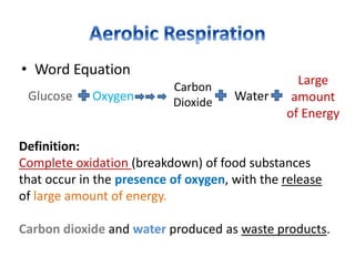 Word Equation For Respiration