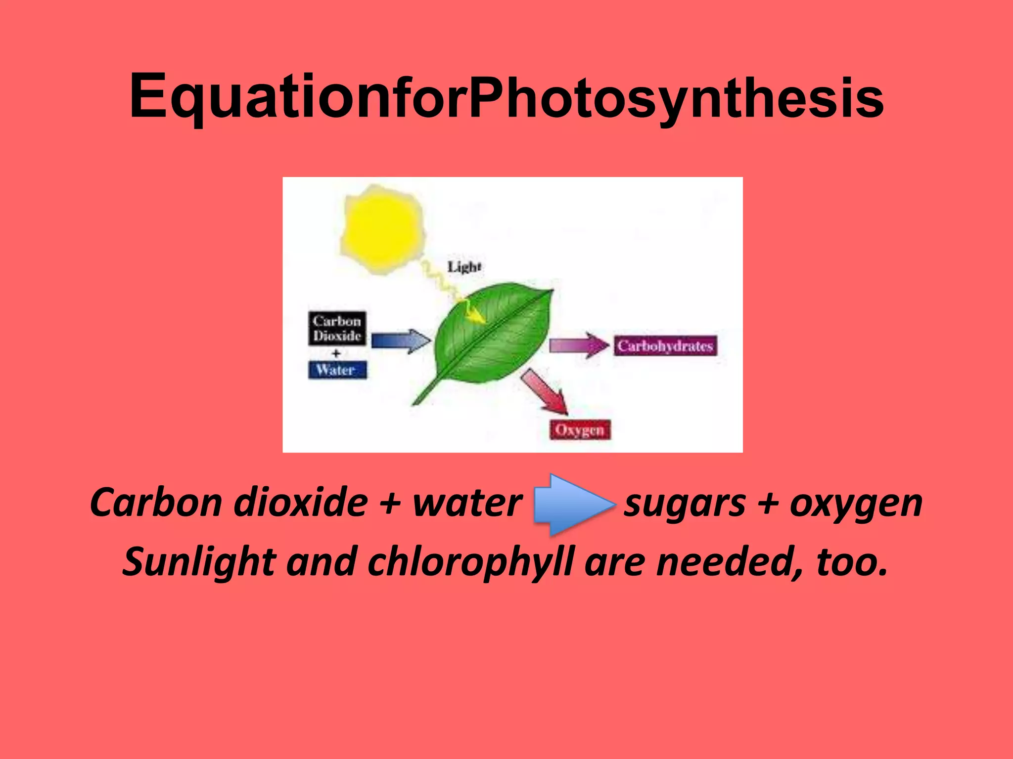 Respiration and Photosynthesis | PPTX | Lung and Respiratory Health | Diseases and Conditions