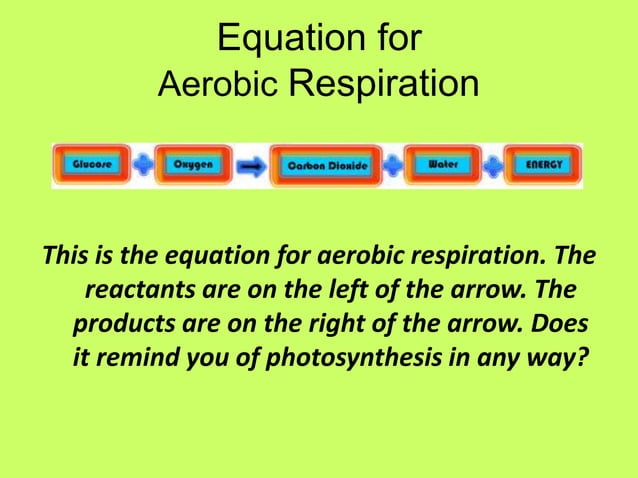 Respiration and Photosynthesis | PPTX | Lung and Respiratory Health ...