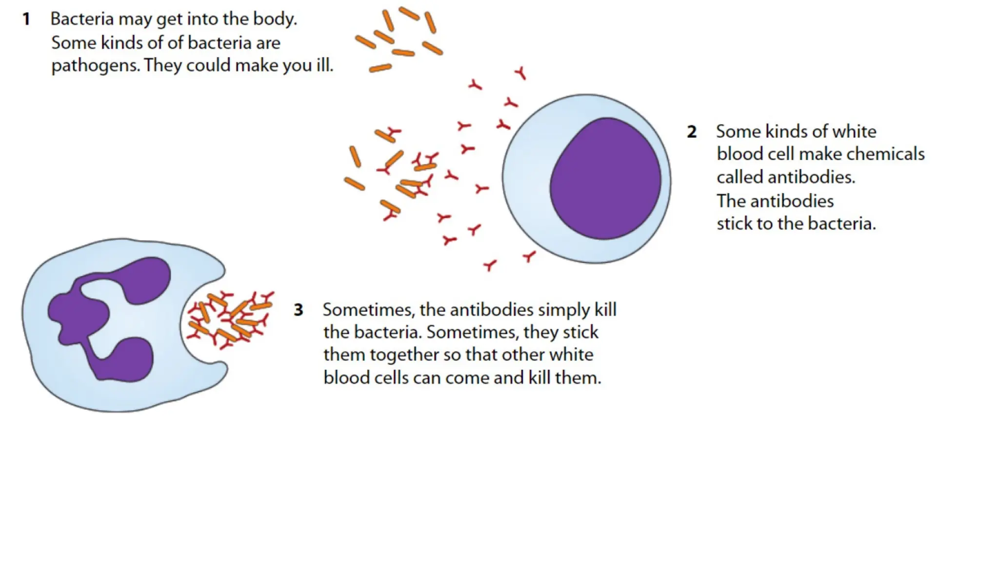 Respiration and Blood based on the LS Cambridge Curriculum | PPT