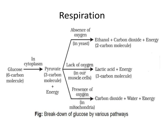 Respiration For class 10 | PPTX