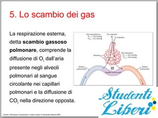 Apparato Respiratorio | PPT