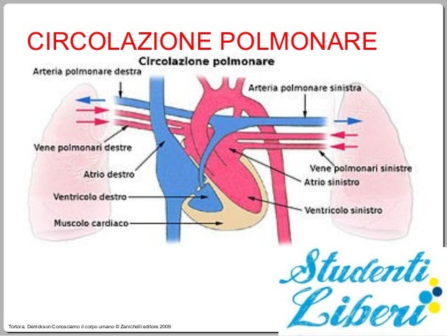 Apparato Respiratorio