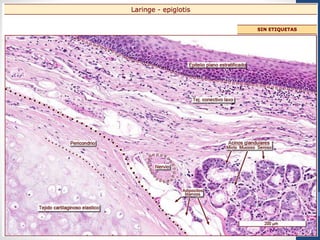 Histología De La Laringe