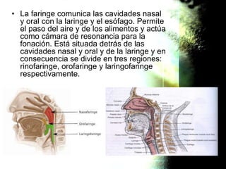 Histología del Aparato Respiratorio | PPTX