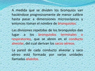 Sistema Respiratorio | PPT