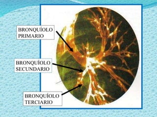 Sistema Respiratorio | PPT