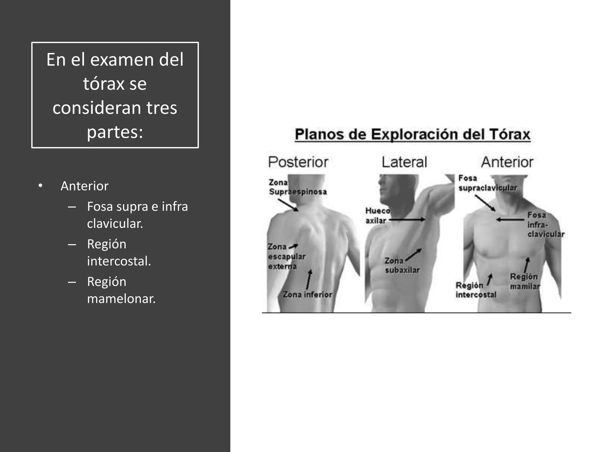 Exploración de tórax. | PPTX
