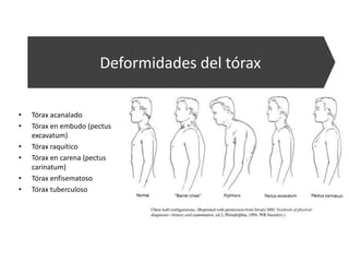 Exploración de tórax. | PPTX