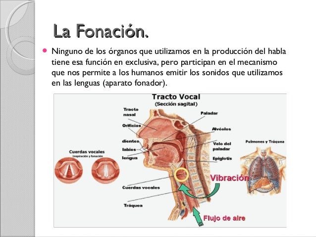 Aparato Fonador Organos De Fonacin Y Msculos Para
