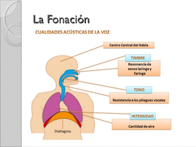 Respiratorio y fonador