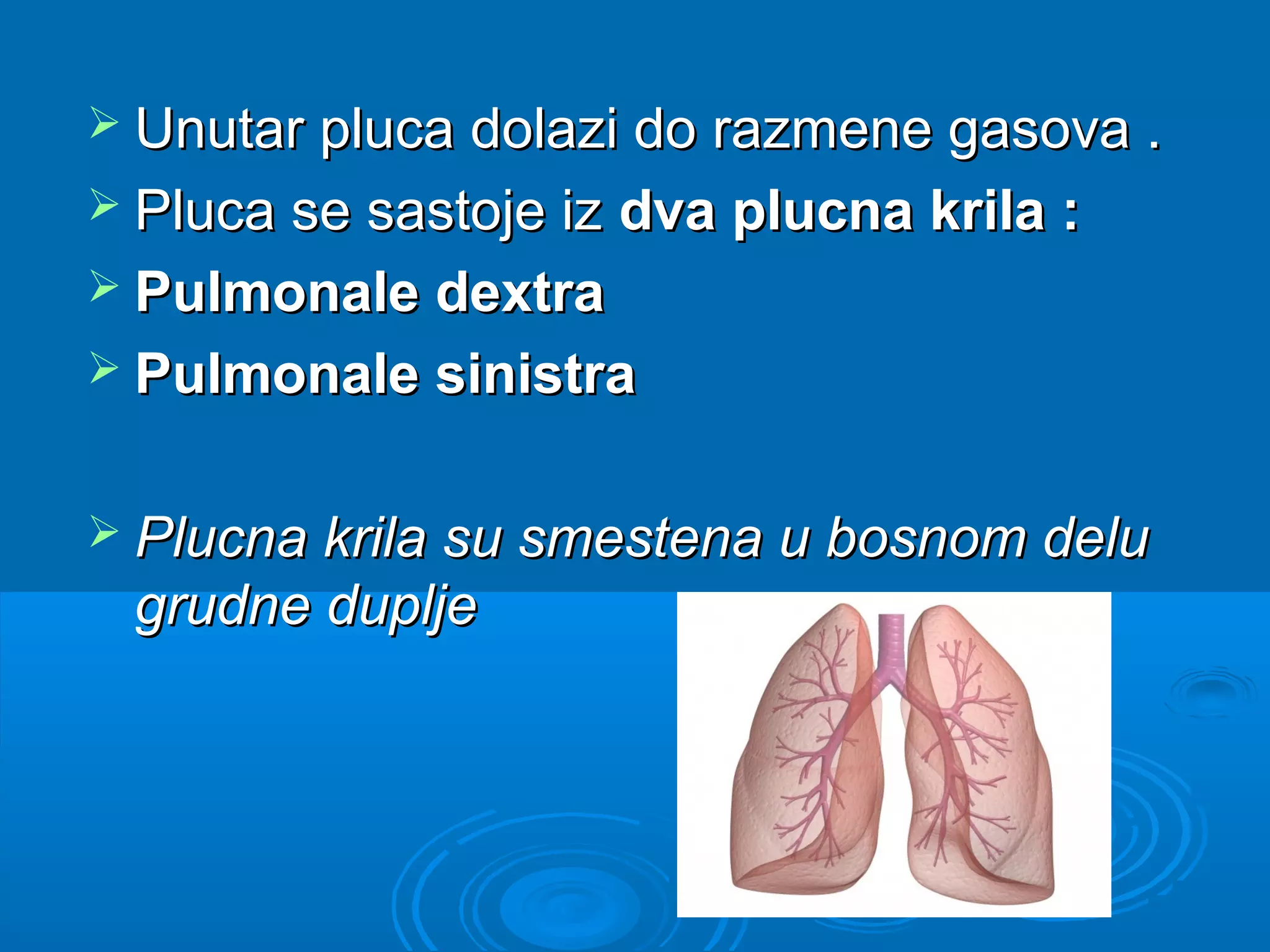Respiratorni sistem | PPT