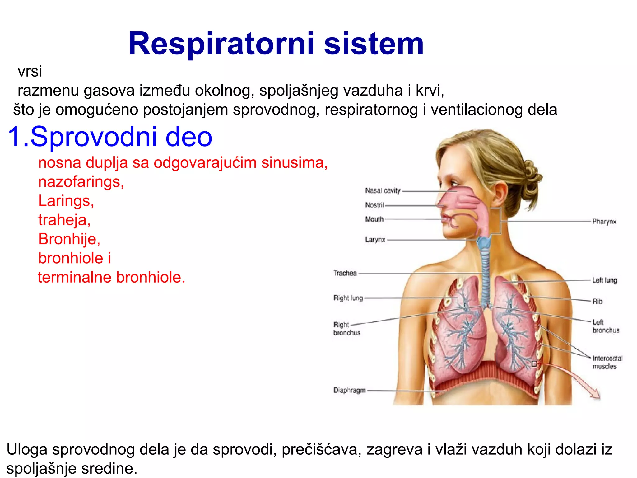 Respiratorni sistem čoveka | PPT