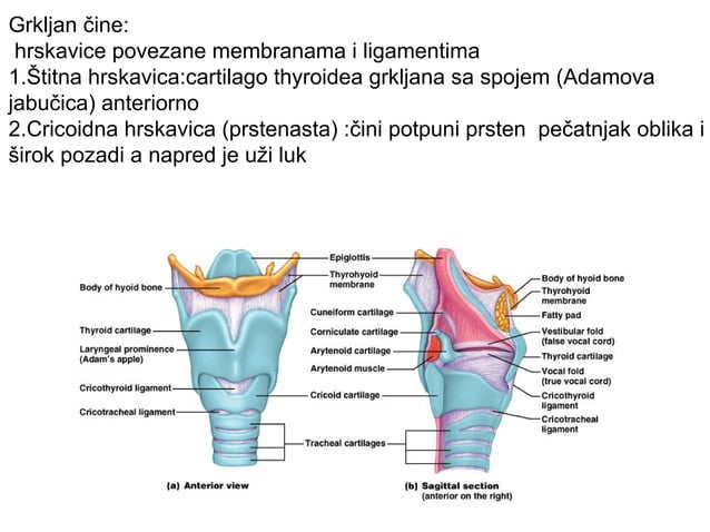 Respiratorni sistem čoveka | PPT
