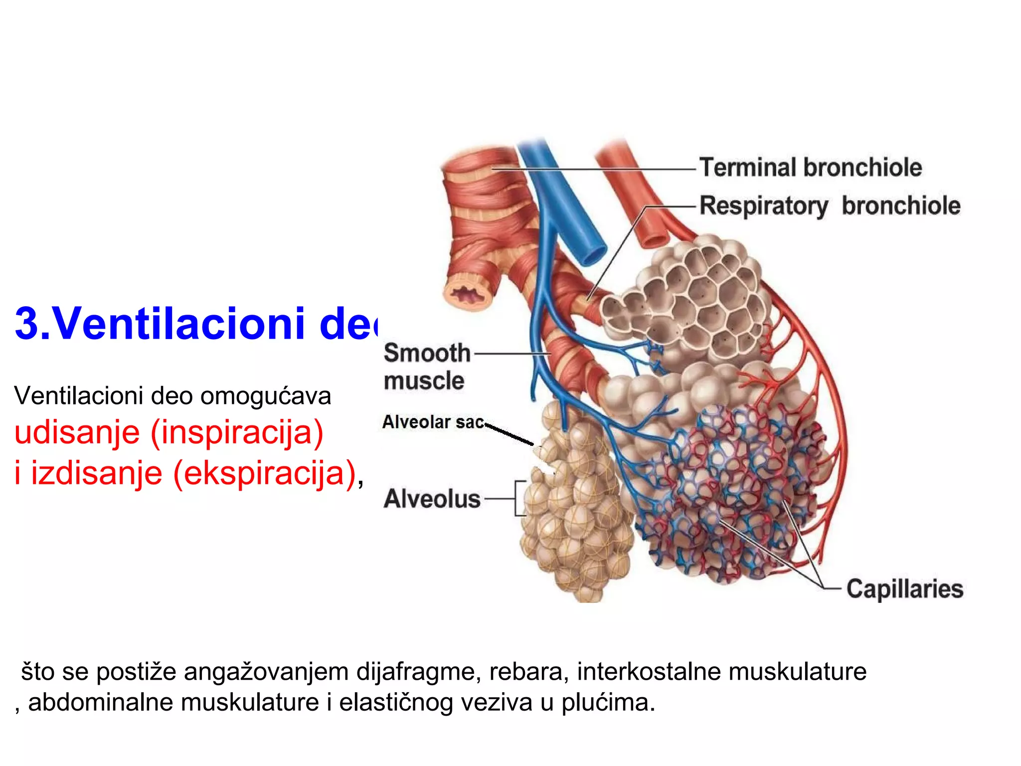 Respiratorni trakt | PPT