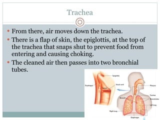 Respiratory | PPT