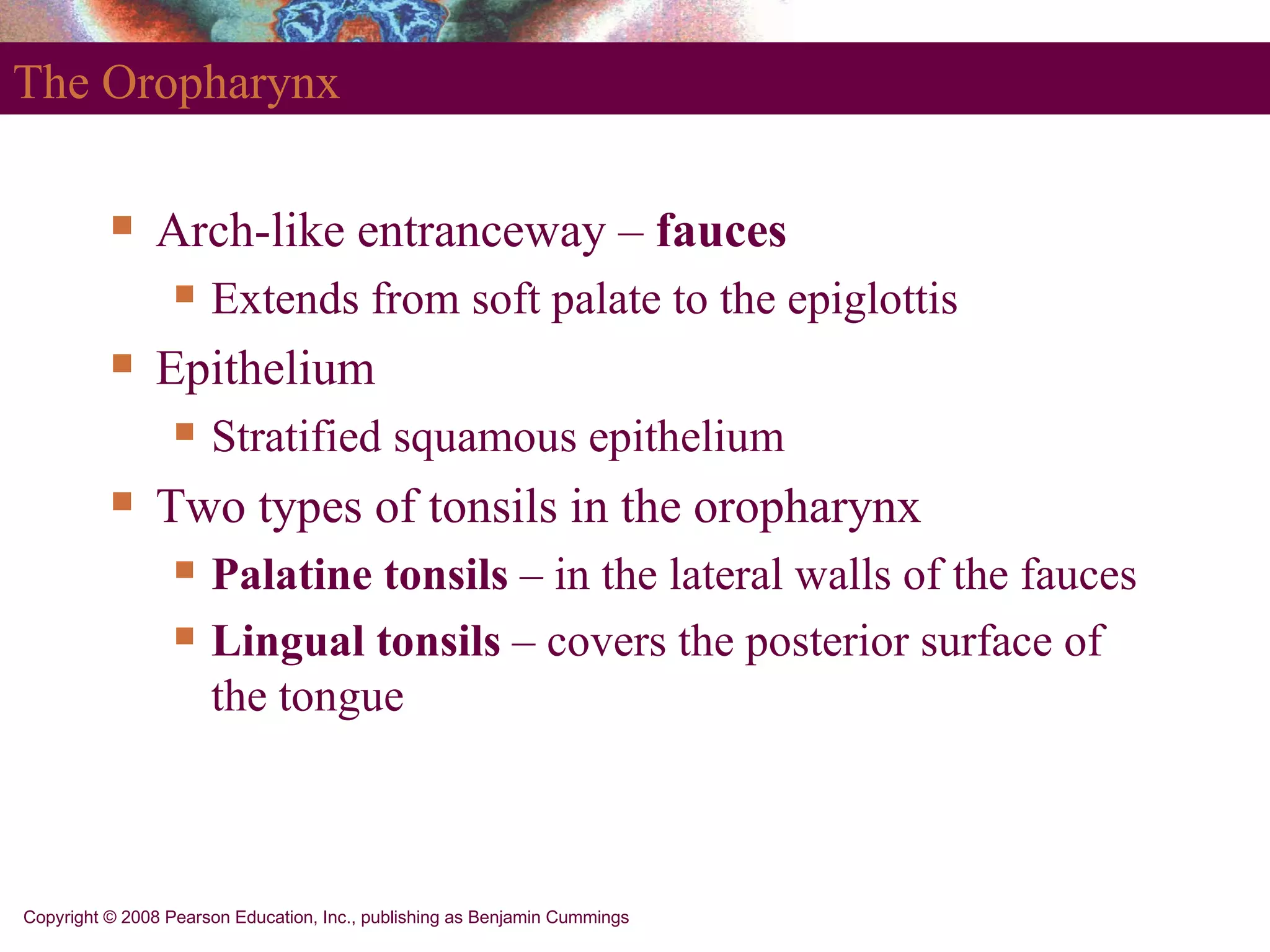 Respiratory Anatom | PPT