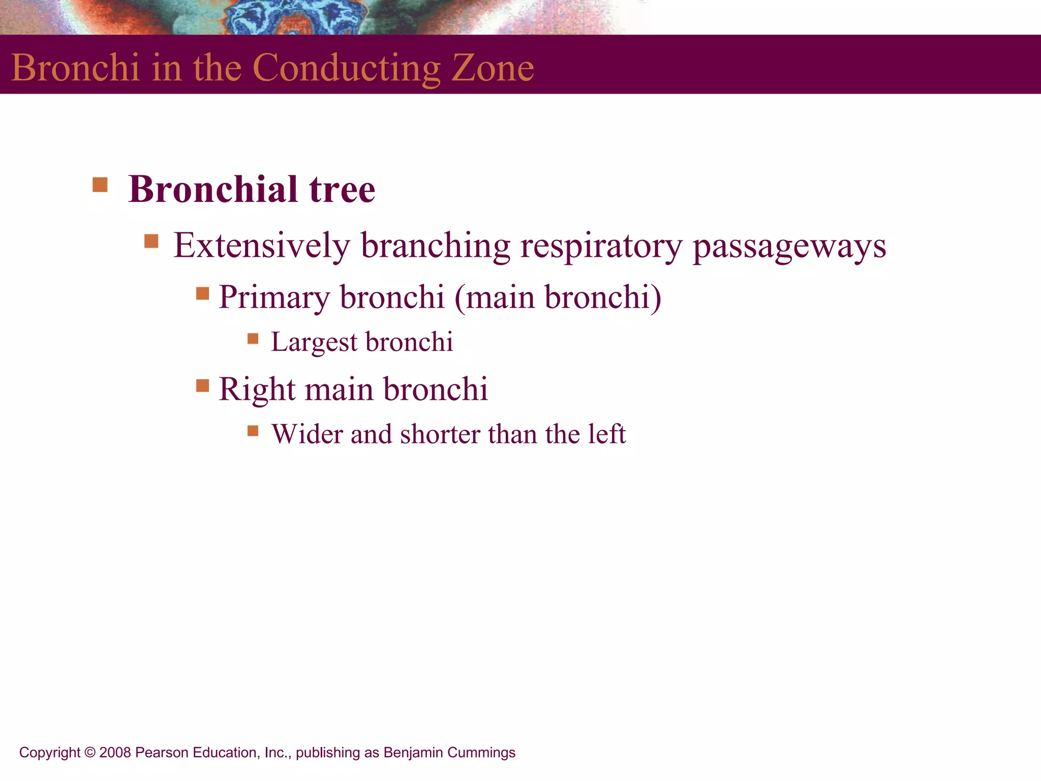 Respiratory Anatom | PPT
