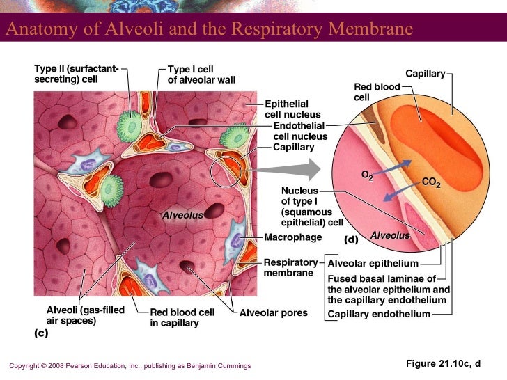 Respiratory Anatom