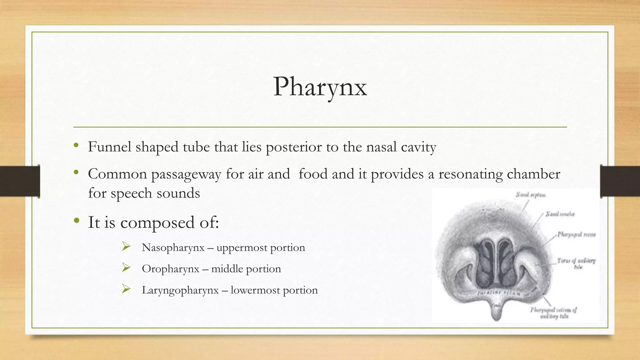 CLINICAL ANATOMY OF RESPIRATORY SYSTEM | PPTX