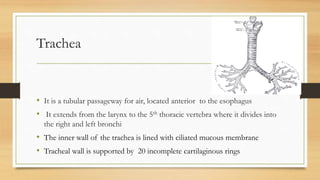 CLINICAL ANATOMY OF RESPIRATORY SYSTEM | PPTX