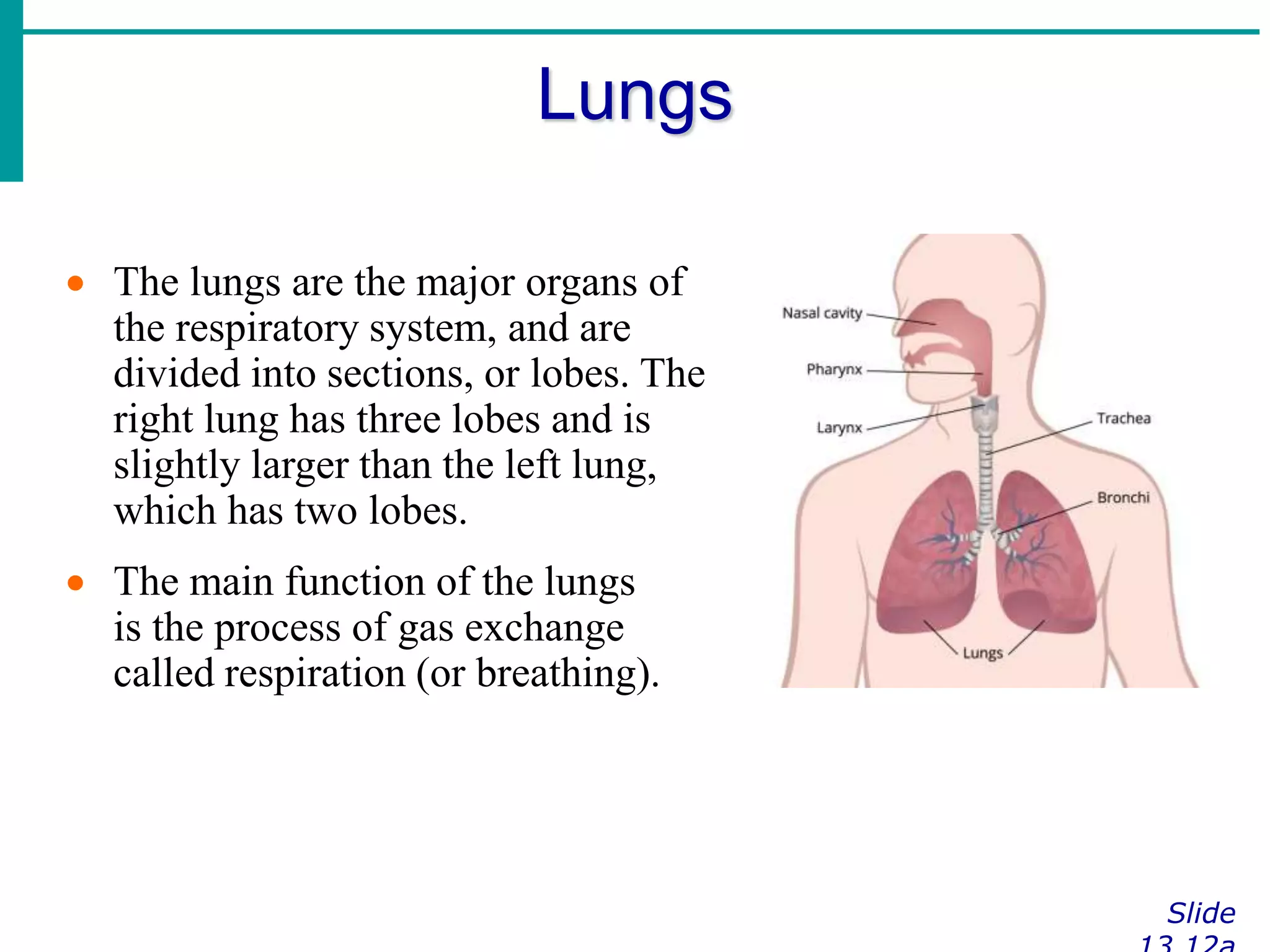 respiratory.ppt